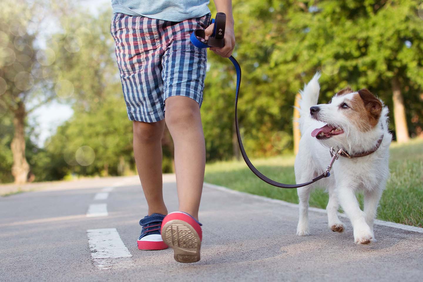 Veterinarian in Austin, TX | Brodie Animal Hospital – Your Trusted ...